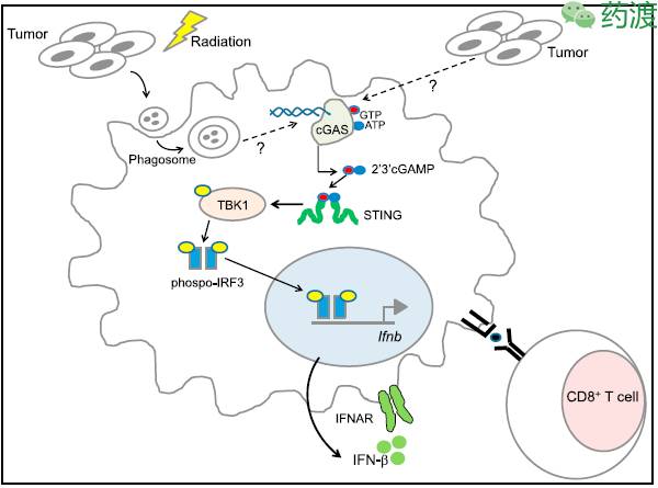 cGAS-STING通路的发现之旅_百科TA说
