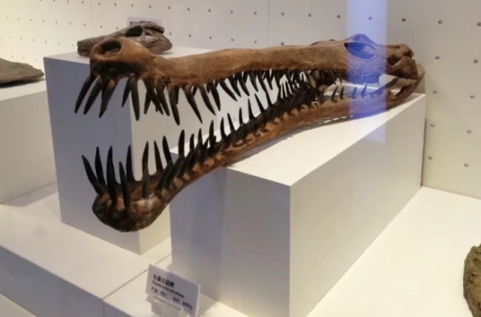 北碚鳄_百度百科