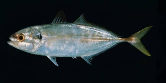 叶鲹属_百度百科