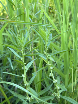 Proserpinaca palustris_百度百科