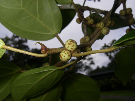 Ficus colubrinae_百度百科