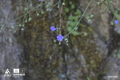 Omphalodes nitida_百度百科