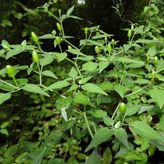 Capsicum chacoense_百度百科