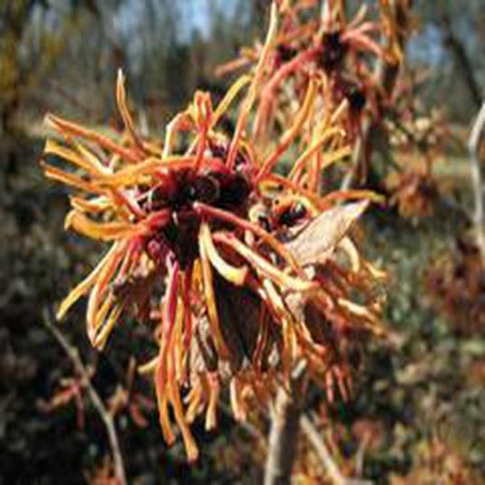 Hamamelis × intermedia 'Georges'_百度百科
