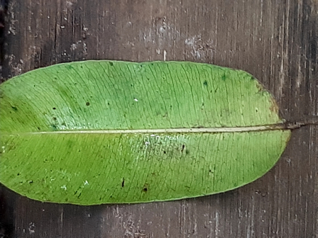 Donella viridifolia_百度百科