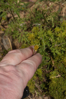 Chrysanthellum indicum_百度百科