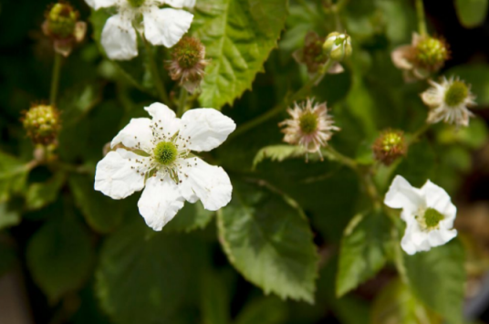 Rubus spectabilis 'Golden Ruby'_百度百科