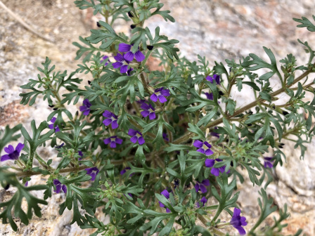 Schistophragma intermedium_百度百科