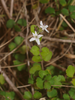 Mentha cunninghamii_百度百科