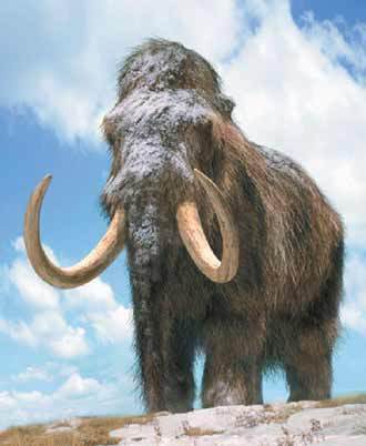 刚毛遮眼象_百度百科