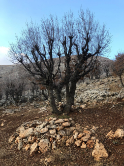 Quercus brantii_百度百科