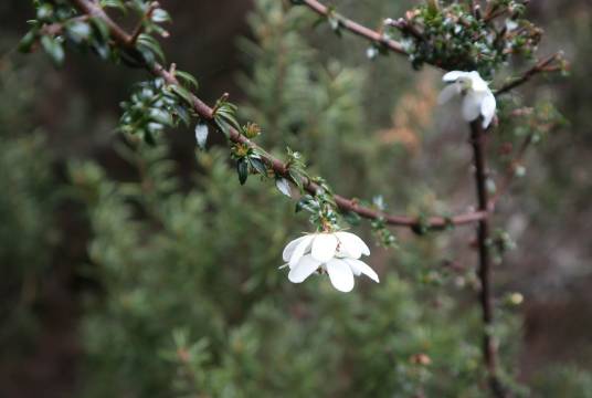 Bauera rubioides_百度百科