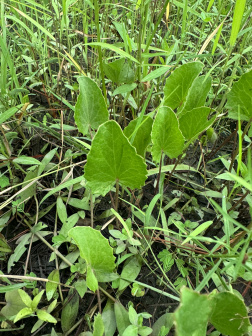Centella erecta_百度百科