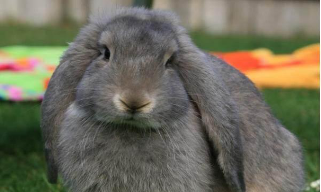 宠物兔_百度百科