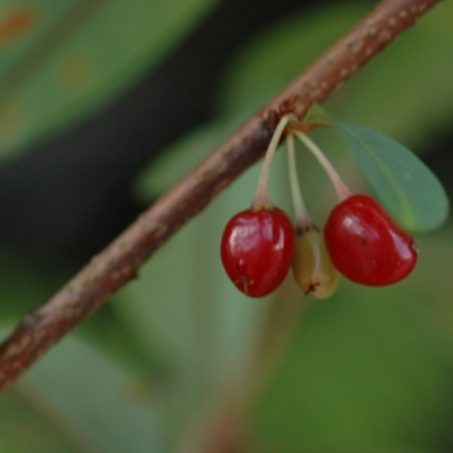 异形拟绢藓_百度百科