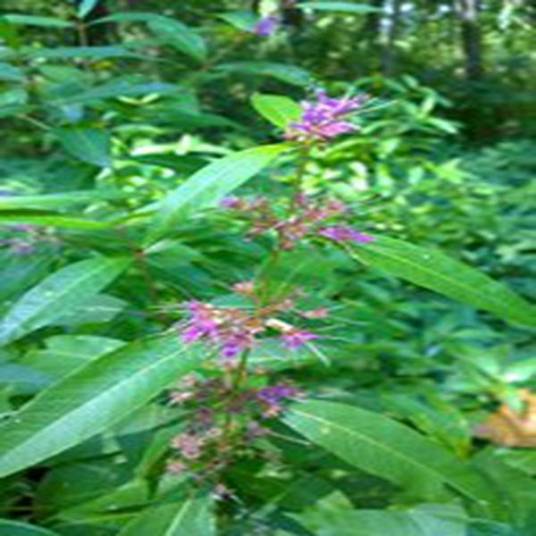 Decodon verticillatus_百度百科