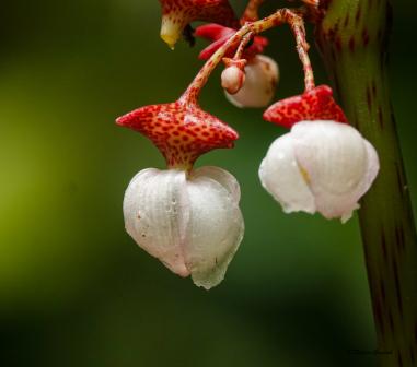 Begonia roxburghii_百度百科