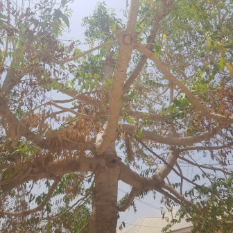 Ailanthus excelsa_百度百科