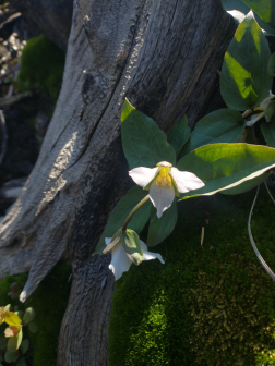 Pseudotrillium rivale_百度百科