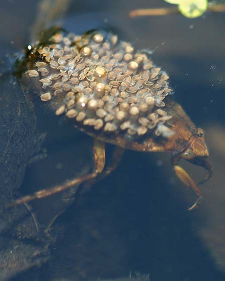 负子蝽科_百度百科