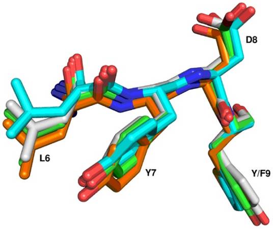 SH结构域_百度百科