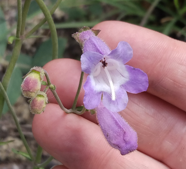 Penstemon dissectus_百度百科