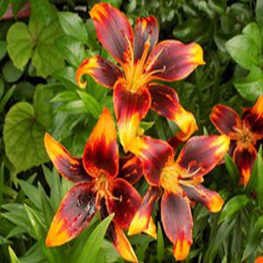 Lilium 'Forever Susan'_百度百科