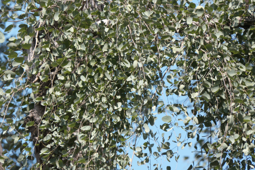 Hardwickia binata_百度百科