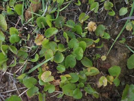 Centella erecta_百度百科