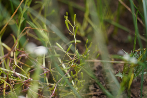 Legenere valdiviana_百度百科