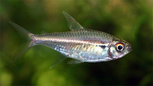 阿氏魮_百度百科