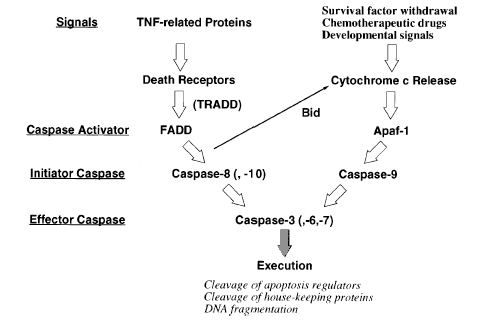 Caspase家族_百度百科