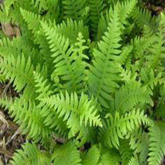 Phegopteris decursive-pinnata_百度百科