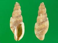 丽核螺_百度百科