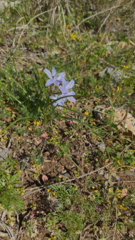 Androstephium coeruleum_百度百科