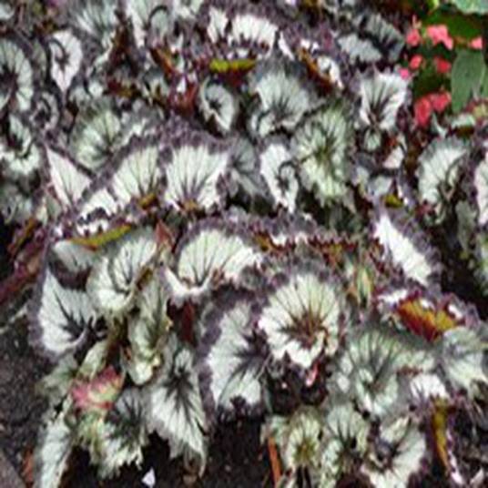 Begonia × tuberhybrida 'Jurassic Silver Swirl'_百度百科