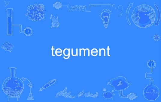 tegument_百度百科