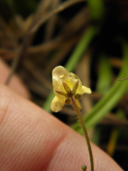 Genlisea tuberosa_百度百科
