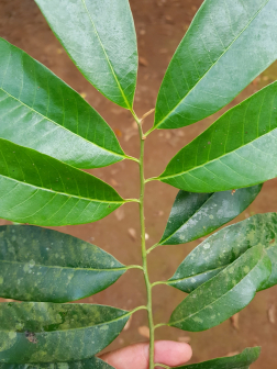 Virola multiflora_百度百科