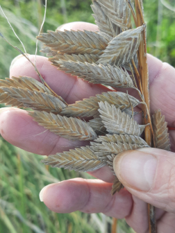 Uniola paniculata_百度百科