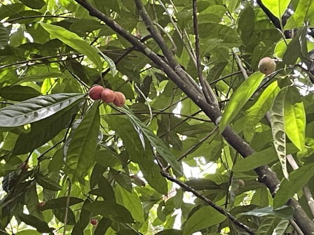 Fontainea picrosperma_百度百科