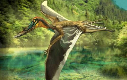 悟空翼龙_百度百科