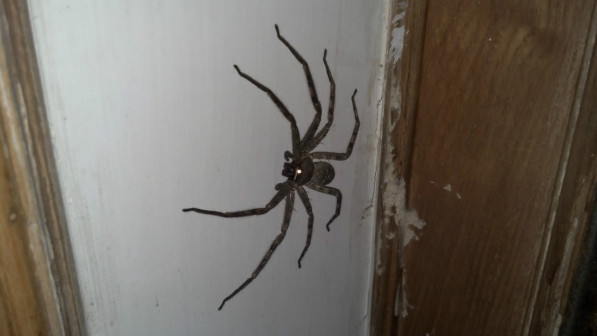 白额高脚蛛_百度百科