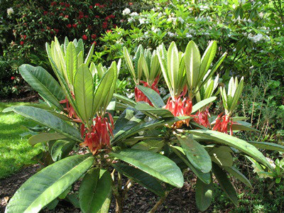 墨脱杜鹃_百度百科