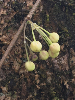 Boquila trifoliolata_百度百科