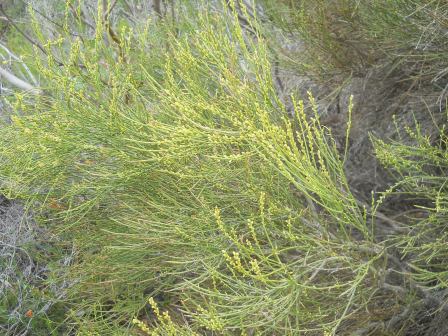 Exocarpos sparteus_百度百科