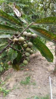 Virola carinata_百度百科