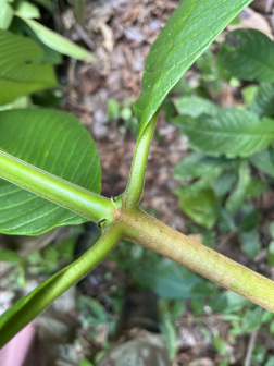 Couma macrocarpa_百度百科