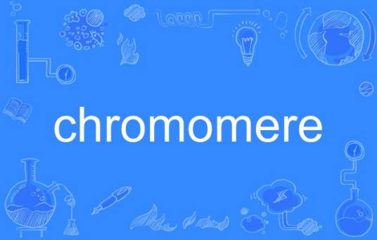 chromomere_百度百科