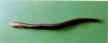 水晶鱼（鲑形目银鱼科动物）_百度百科